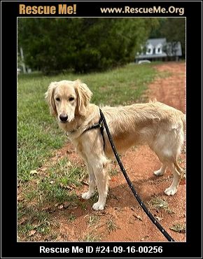 - North Carolina Dog Rescue - ADOPTIONS - Rescue Me!