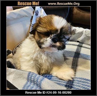 - California Dog Rescue - ADOPTIONS - Rescue Me!