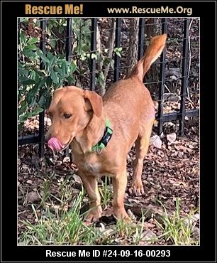 - Texas Dog Rescue - ADOPTIONS - Rescue Me!