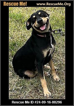 - Texas Rottweiler Rescue - ADOPTIONS - Rescue Me!