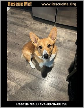 - Oregon Dog Rescue - ADOPTIONS - Rescue Me!