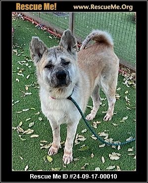 - Colorado Dog Rescue - ADOPTIONS - Rescue Me!