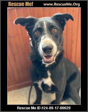 - California Border Collie Rescue - ADOPTIONS - Rescue Me!