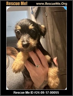 - Wills Way Dog Rescue - Boca Raton, FL - AVAILABLE PETS