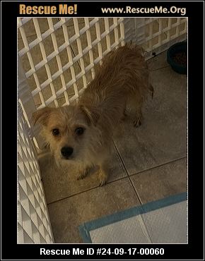 - Wills Way Dog Rescue - Boca Raton, FL - AVAILABLE PETS