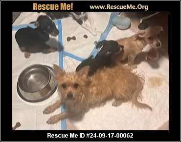 - Wills Way Dog Rescue - Boca Raton, FL - AVAILABLE PETS