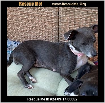 - Texas Dog Rescue - ADOPTIONS - Rescue Me!