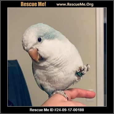 - Washington Pet Bird Rescue - ADOPTIONS - Rescue Me!