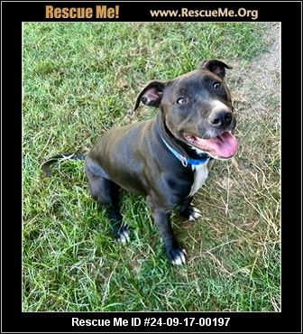 - Texas Pit Bull Rescue - ADOPTIONS - Rescue Me!