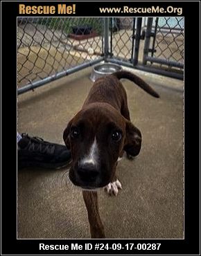 - Illinois Dog Rescue - ADOPTIONS - Rescue Me!