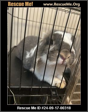- Virginia Rabbit Rescue - ADOPTIONS - Rescue Me!
