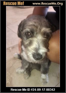- Florida Schnauzer Rescue - ADOPTIONS - Rescue Me!