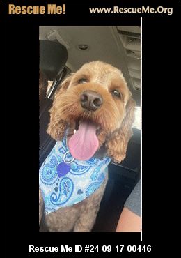 - Illinois Dog Rescue - ADOPTIONS - Rescue Me!