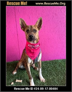 - California Basenji Rescue - ADOPTIONS - Rescue Me!