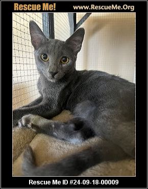 - California Russian Blue Rescue - ADOPTIONS - Rescue Me!