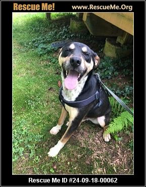 - Pennsylvania Beagle Rescue - ADOPTIONS - Rescue Me!