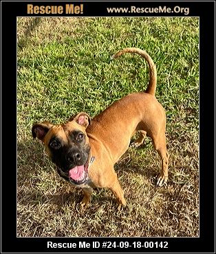 - Texas Boxer Rescue - ADOPTIONS - Rescue Me!