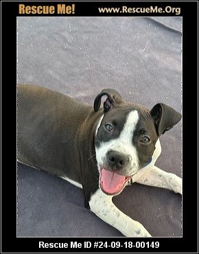 - North Carolina Pit Bull Rescue - ADOPTIONS - Rescue Me!