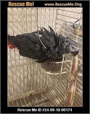 - Washington Pet Bird Rescue - ADOPTIONS - Rescue Me!