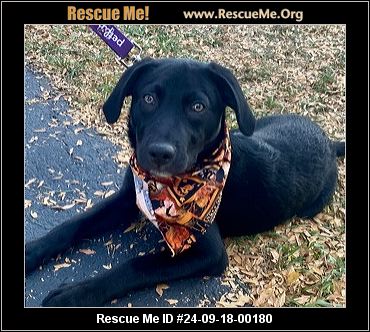 - Illinois Dog Rescue - ADOPTIONS - Rescue Me!