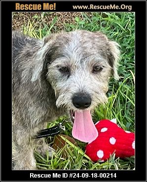 - Florida Schnauzer Rescue - ADOPTIONS - Rescue Me!
