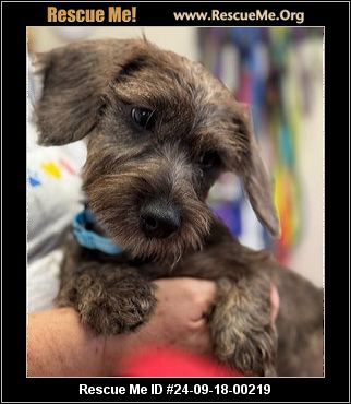 - Florida Schnauzer Rescue - ADOPTIONS - Rescue Me!