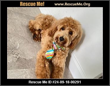 - Florida Cockapoo Rescue - ADOPTIONS - Rescue Me!