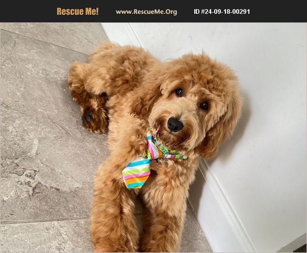 ADOPT 24091800291 ~ Cockapoo Rescue ~ ft lauderdale, FL