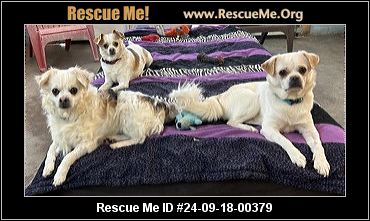 - Pennsylvania Pug Rescue - ADOPTIONS - Rescue Me!