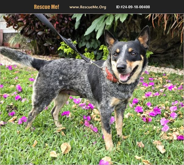 ADOPT 24091800408 ~ Australian Cattle Dog Rescue ~ San Francisco, CA