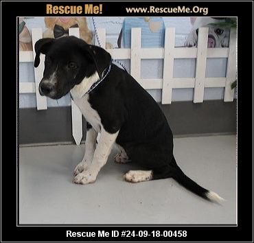 - Pennsylvania Dog Rescue - ADOPTIONS - Rescue Me!