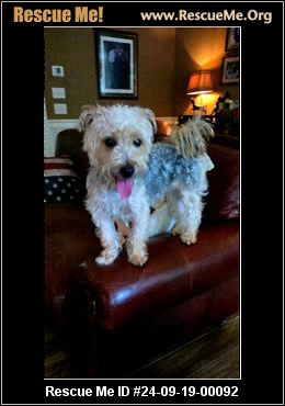 - Georgia Yorkie Rescue - ADOPTIONS - Rescue Me!