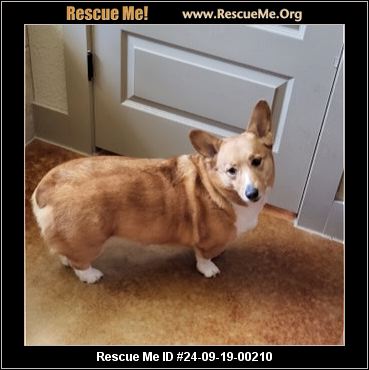 - Texas Corgi Rescue - ADOPTIONS - Rescue Me!