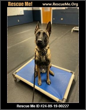 - Colorado Dog Rescue - ADOPTIONS - Rescue Me!