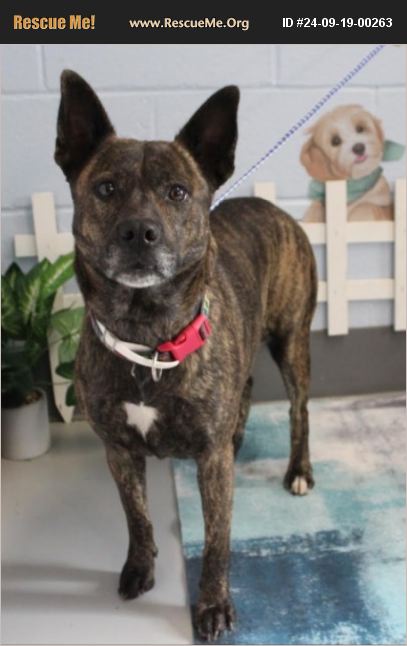 ADOPT 24091900263 ~ Dutch Shepherd Rescue ~ Warren County, NY