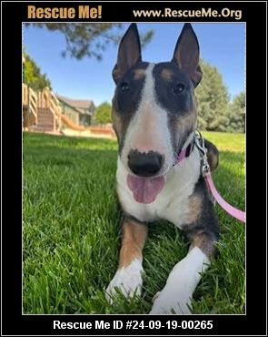 - Colorado Dog Rescue - ADOPTIONS - Rescue Me!
