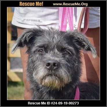 - Illinois Dog Rescue - ADOPTIONS - Rescue Me!