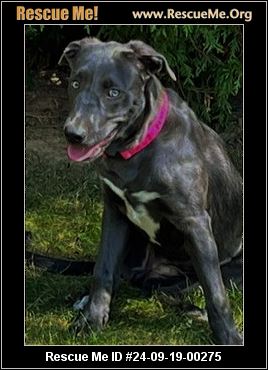 - Virginia Dog Rescue - ADOPTIONS - Rescue Me!