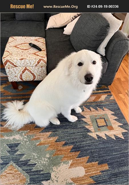 ADOPT 24091900336 ~ Great Pyrenees Rescue ~ Colorado Springs, CO