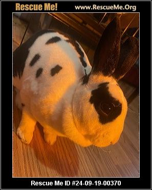 - Virginia Rabbit Rescue - ADOPTIONS - Rescue Me!