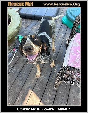 - Florida Bluetick Coonhound Rescue - ADOPTIONS - Rescue Me!