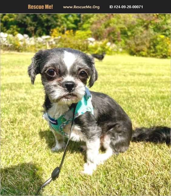 ADOPT 24092000071 ~ Shih Tzu Rescue ~ Bethel, CT
