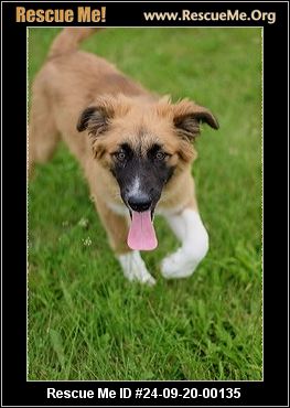 - Michigan Dog Rescue - ADOPTIONS - Rescue Me!