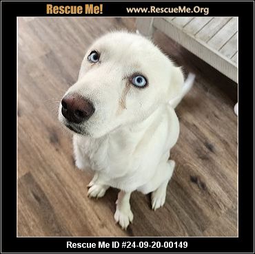 - Virginia Siberian Husky Rescue - ADOPTIONS - Rescue Me!