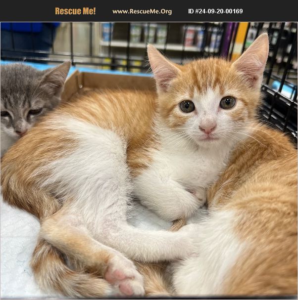 ADOPT 24092000169 ~ Domestic Cat Rescue ~ Los Angeles, CA