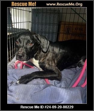 - Illinois Dog Rescue - ADOPTIONS - Rescue Me!