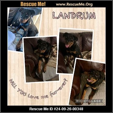 - Texas Rottweiler Rescue - ADOPTIONS - Rescue Me!