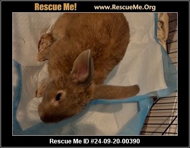 - Virginia Rabbit Rescue - ADOPTIONS - Rescue Me!