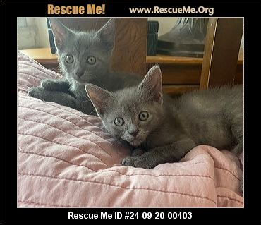 - Florida Cat Rescue - ADOPTIONS - Rescue Me!