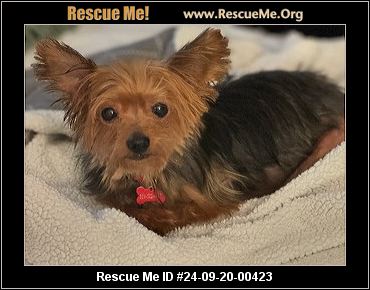 - California Yorkie Rescue - ADOPTIONS - Rescue Me!